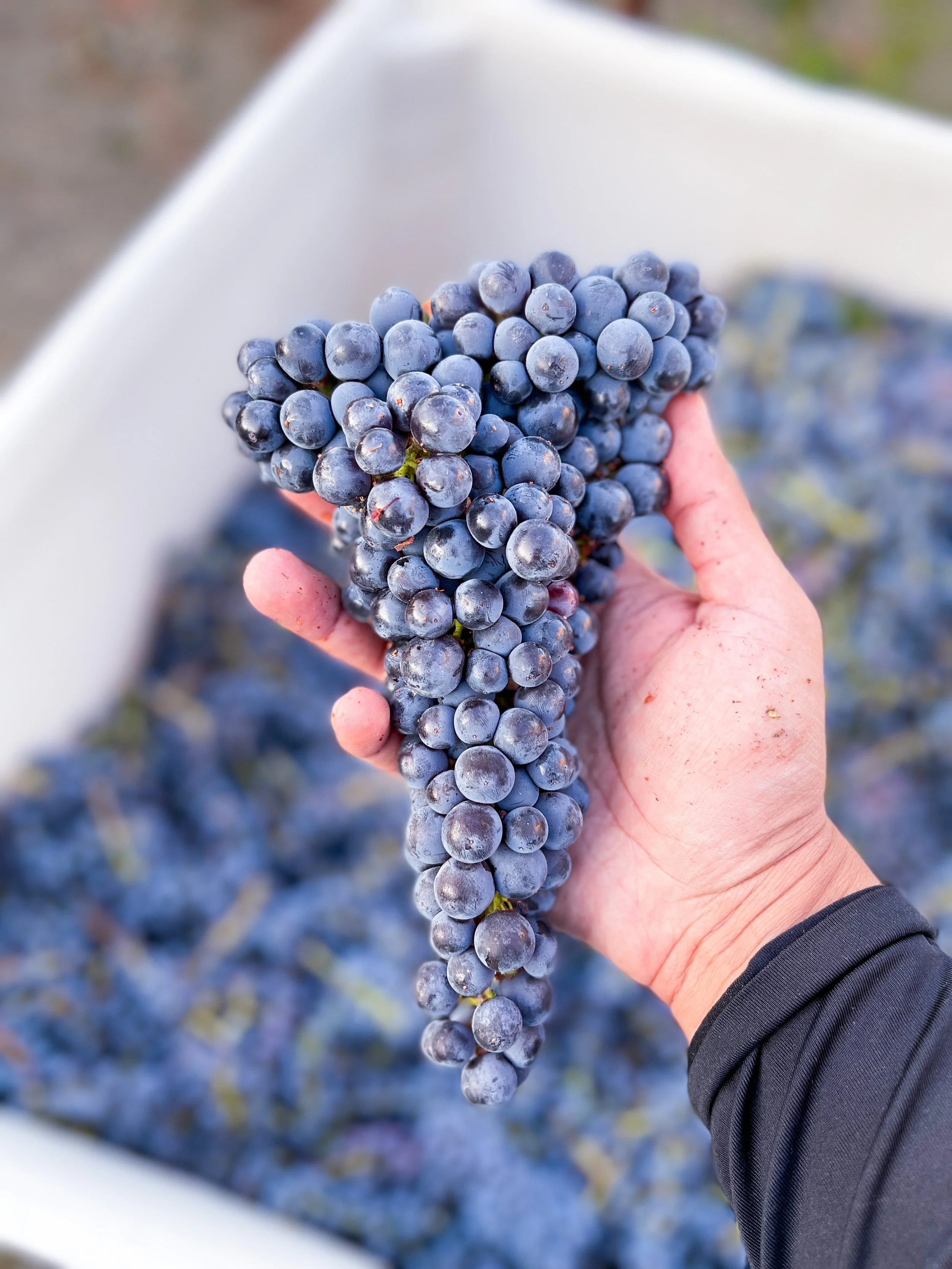 López Family Vineyards Wines & Candles