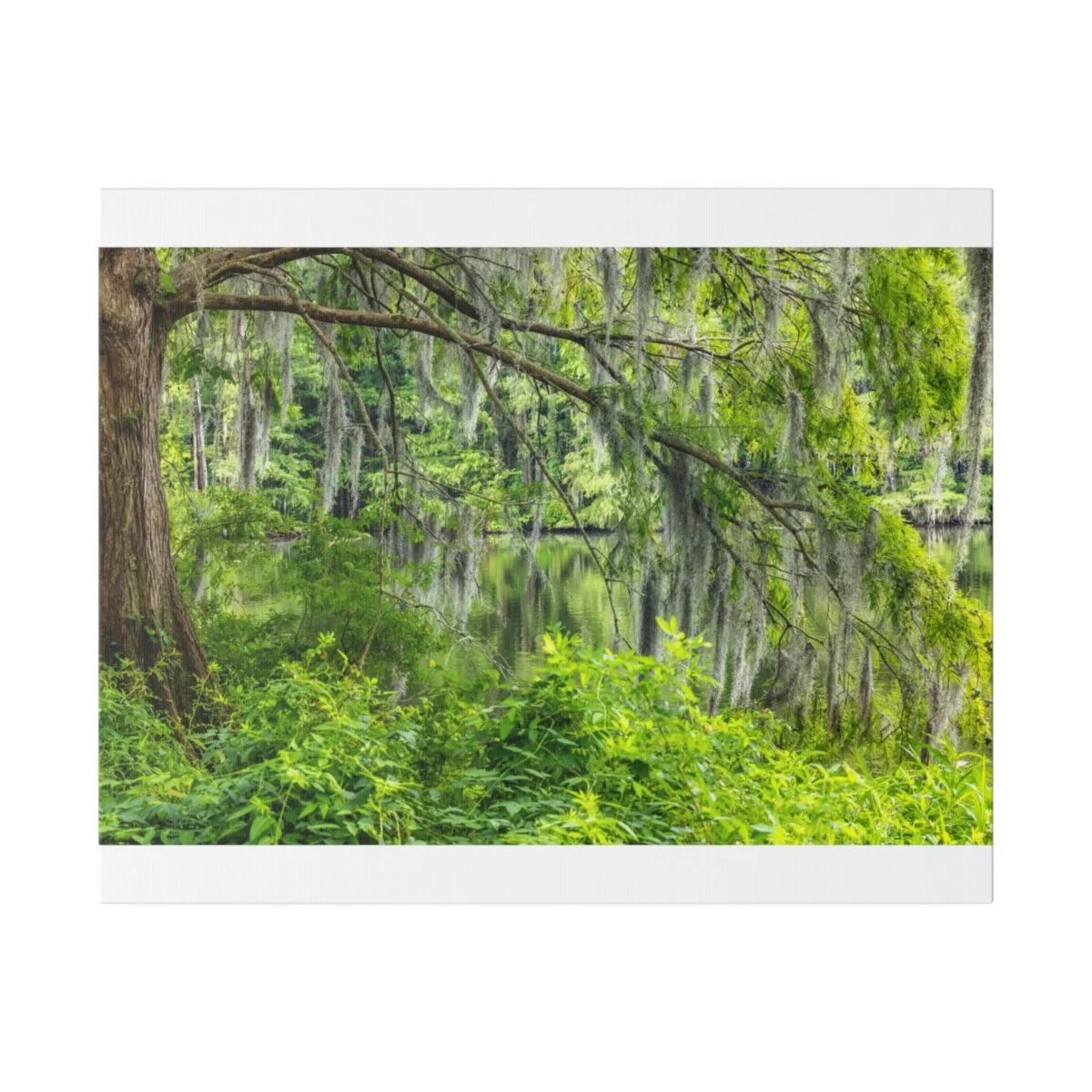 Store 1 — Dead Shutter Designs