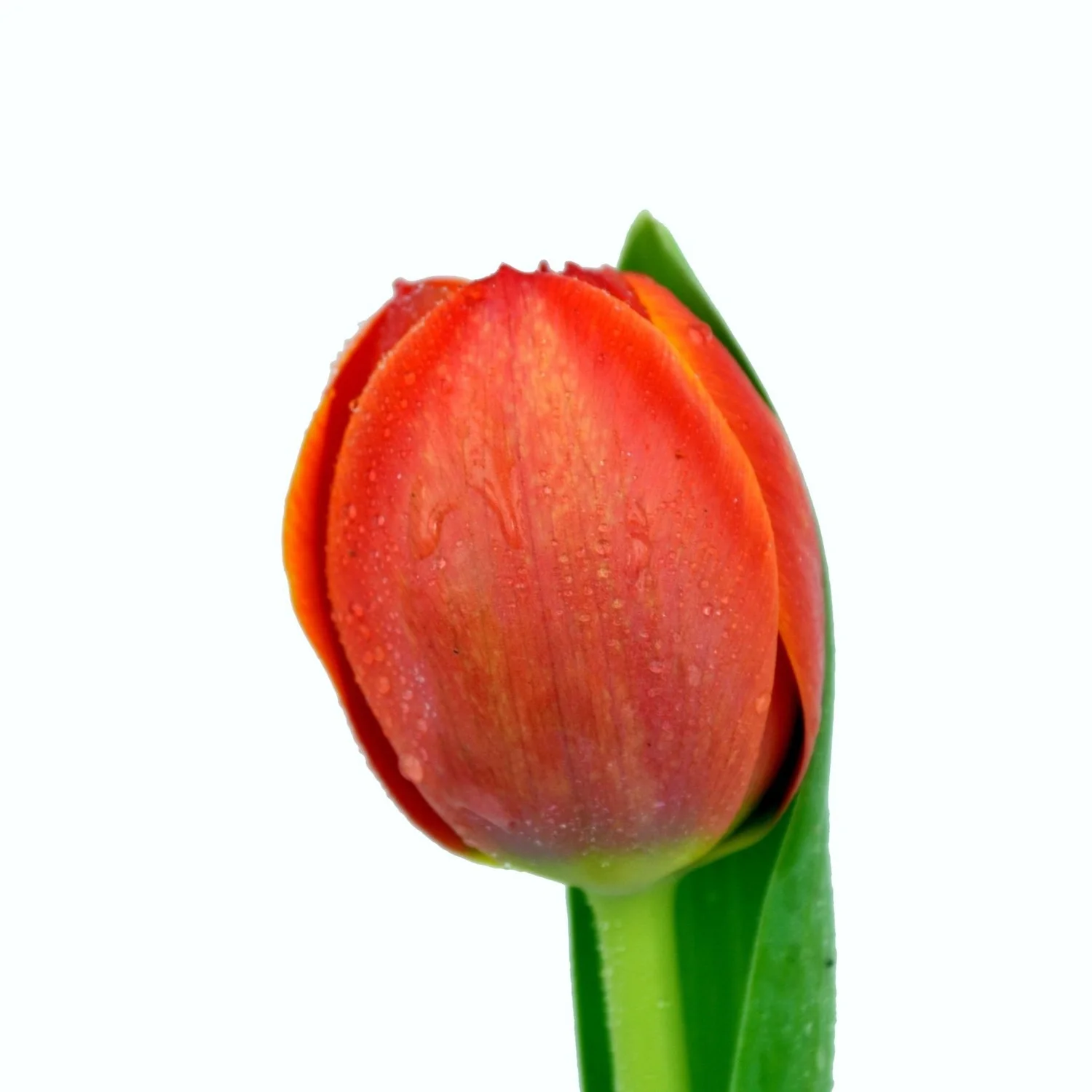 Tulips — Pioneer Flower Farms - Growers of Living Colour