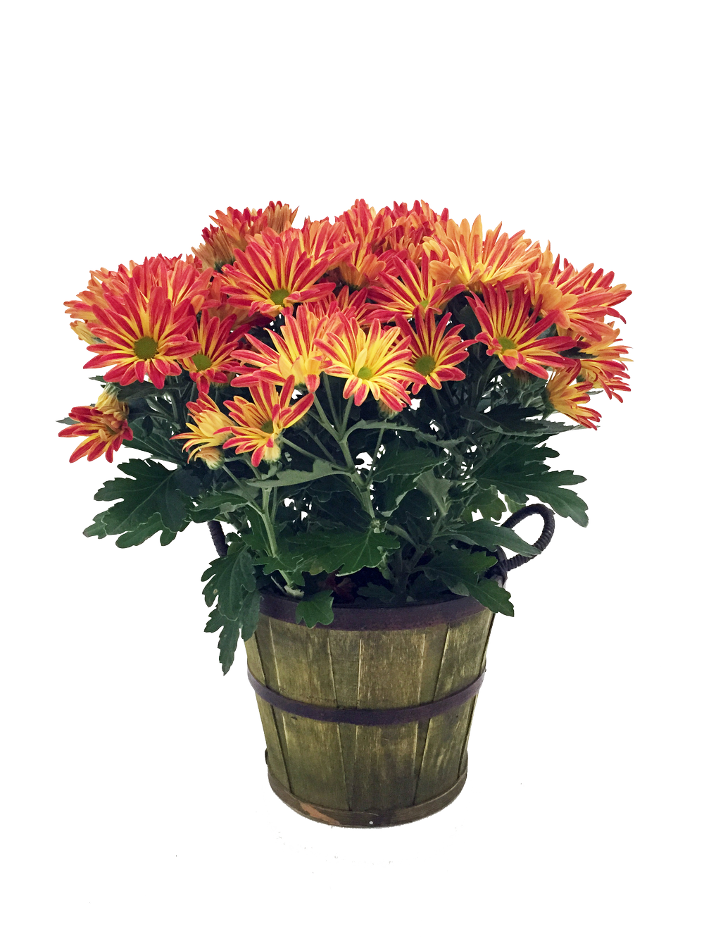 Seasonal — Pioneer Flower Farms - Growers of Living Colour
