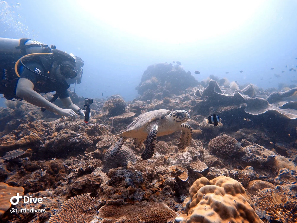 Gallery 3 — Turtle Divers