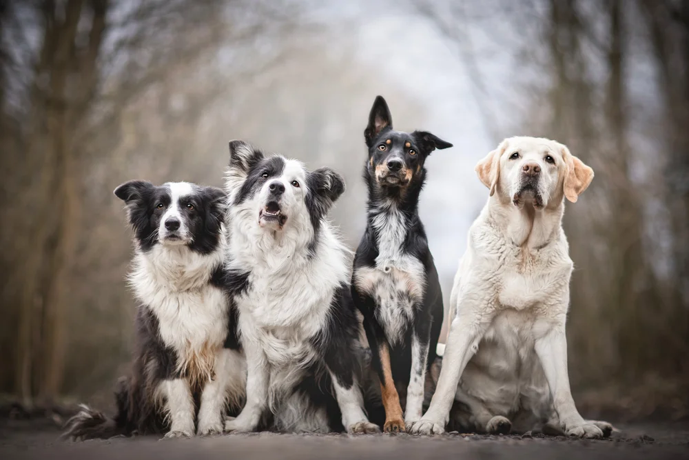 Bravecto Product Information — Dumbledore Vets