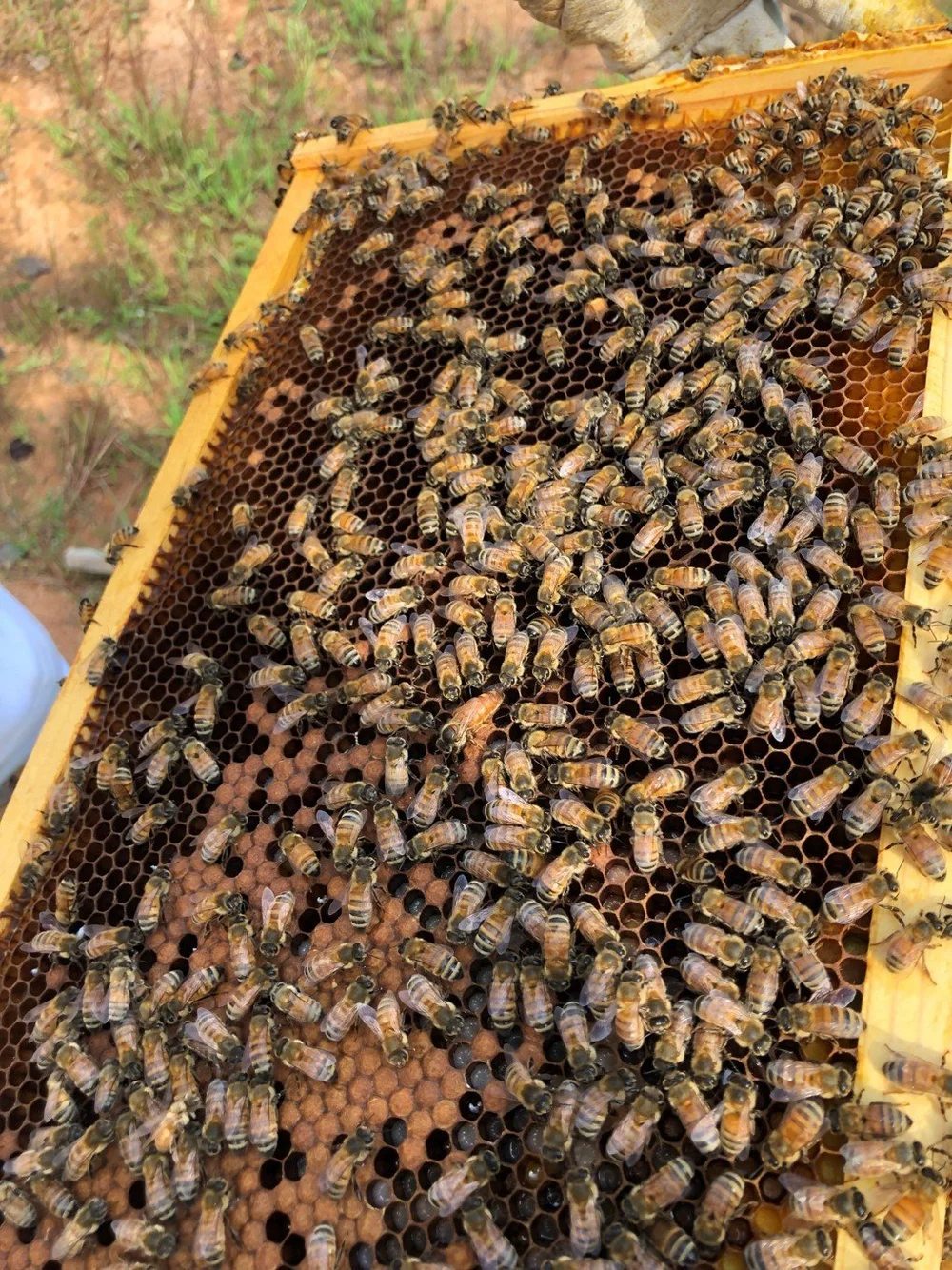 Little Walnut Grove Farm LLC