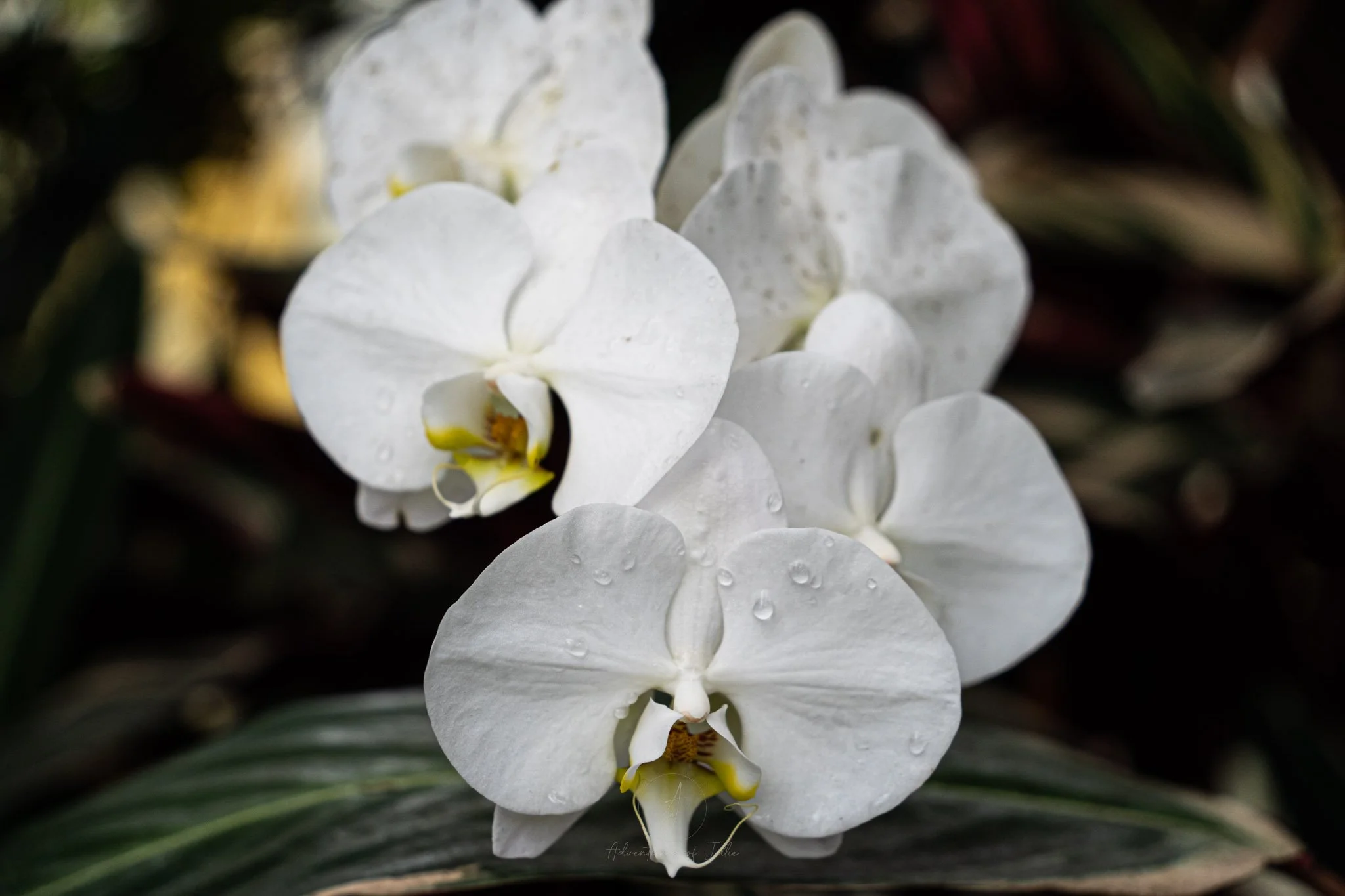 The Orchid Forest Of Cikole - A Great Day Out From Bandung — Adventures ...