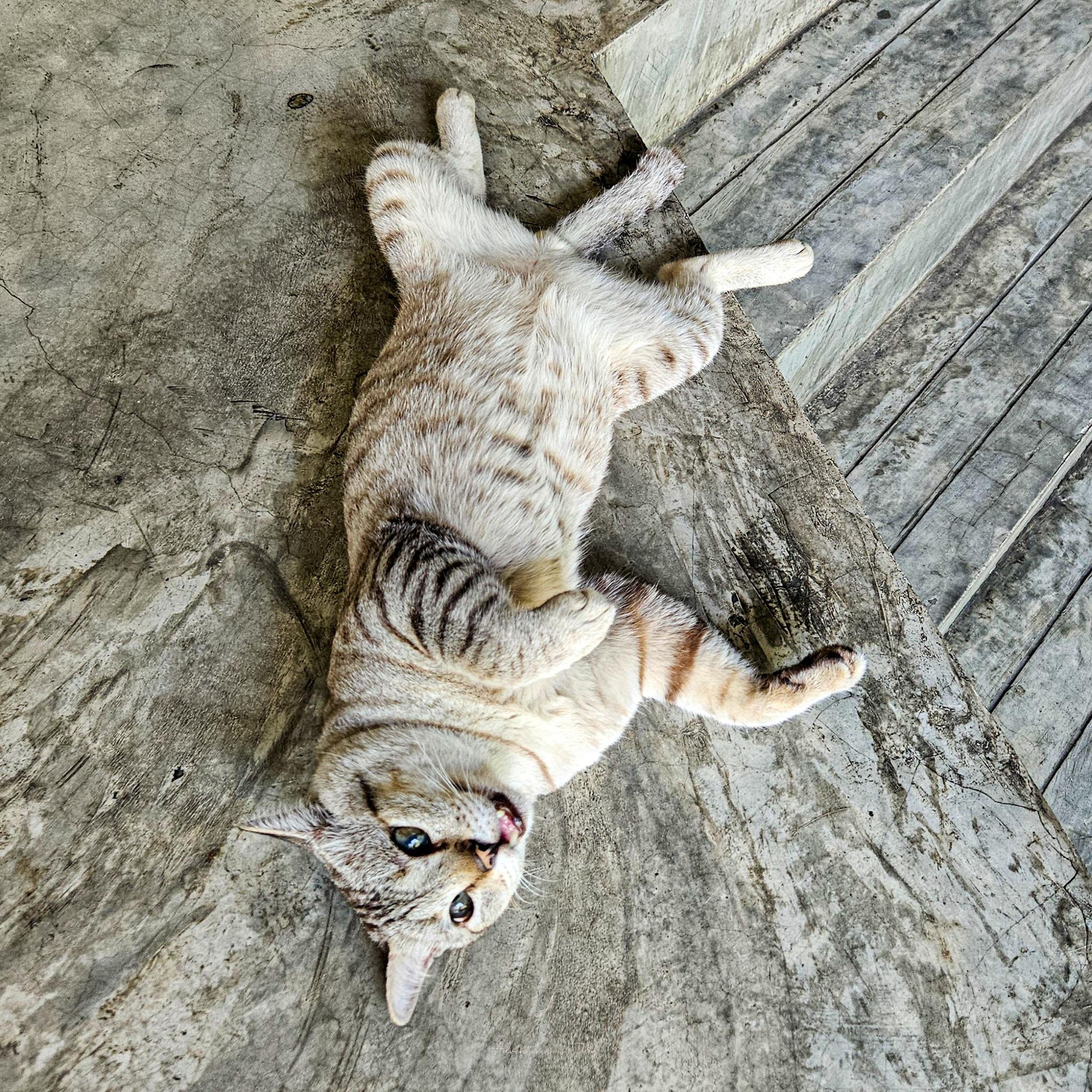 Phrae - The Complete Travel Guide — Adventures of Jellie