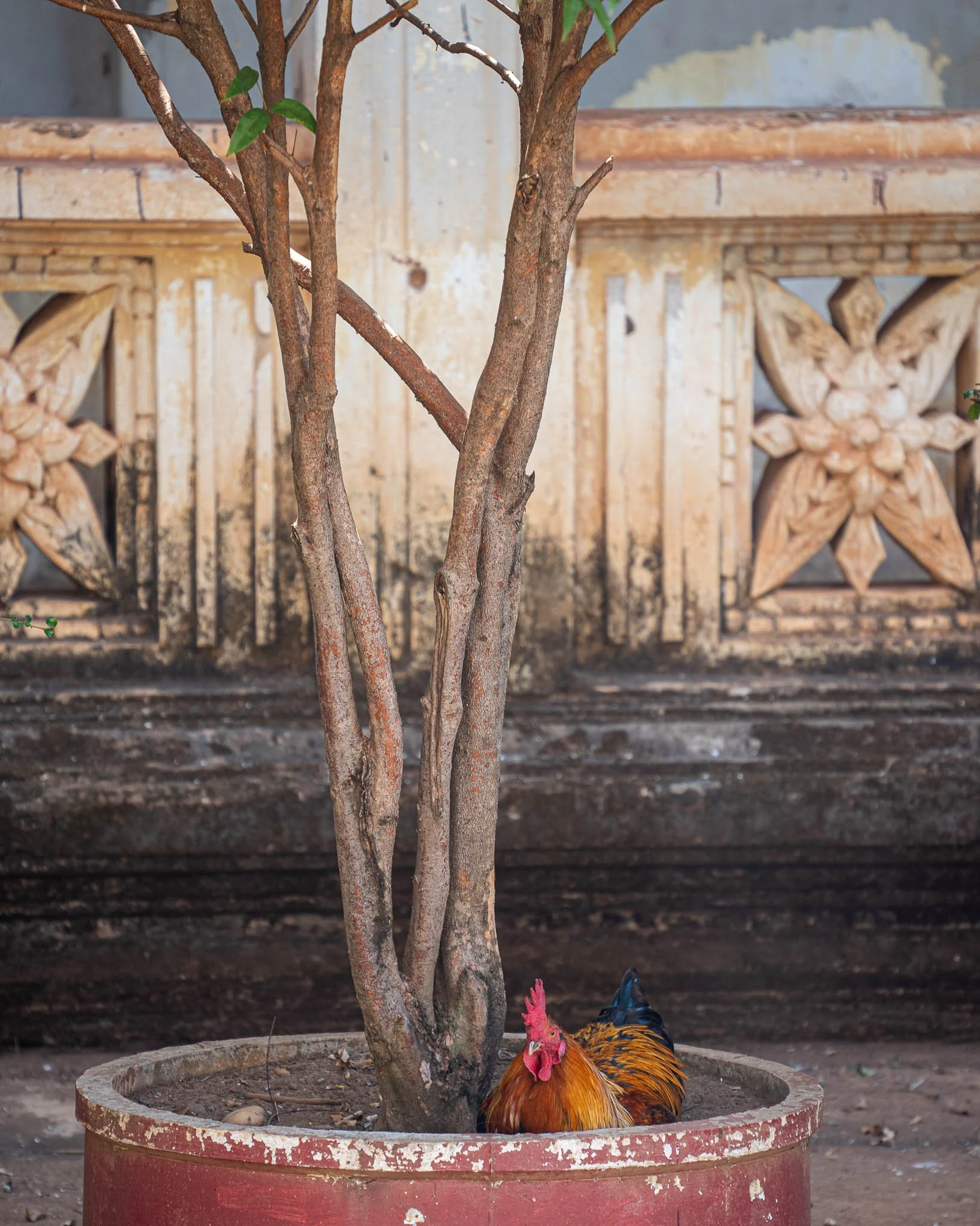 A Complete Guide to Pakse, Laos — Adventures of Jellie