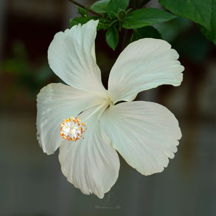 The Sunder Nursery - Delhi’s Secret Garden — Adventures of Jellie