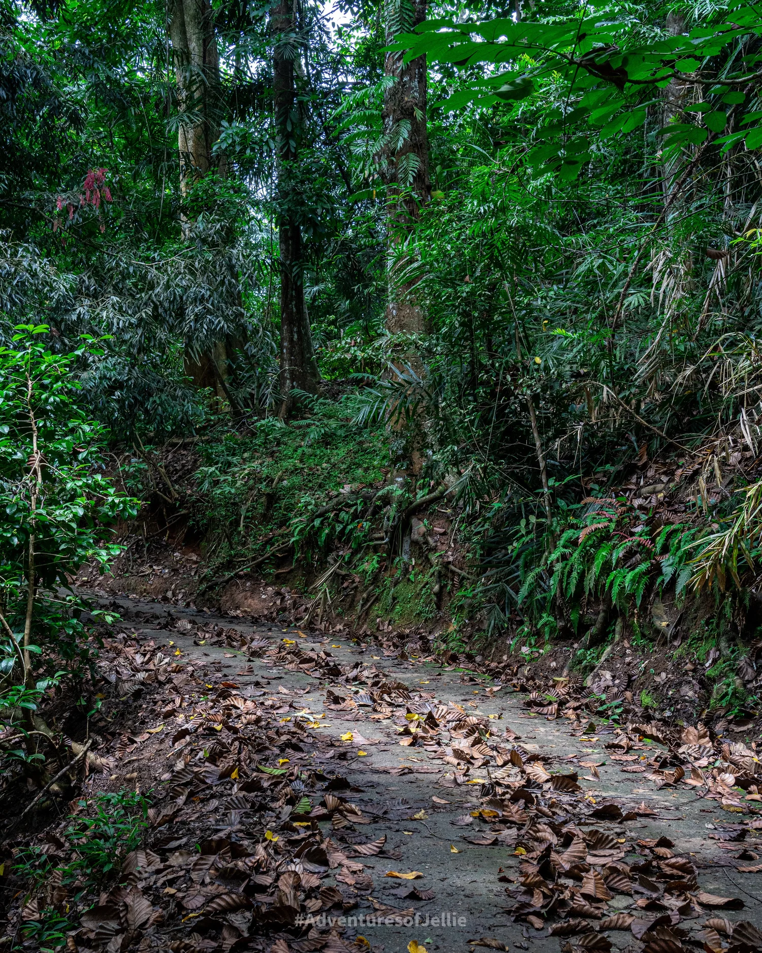 What to do in Kandy - Our Guide to Sri Lanka's Ancient Capital ...