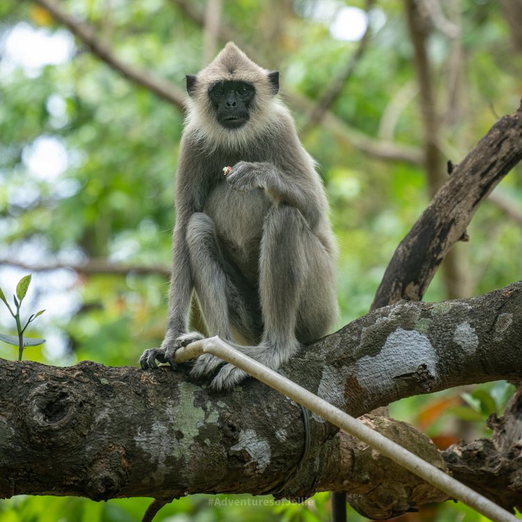 The Elephants of Kaudulla National Park, Sri Lanka — Adventures of Jellie