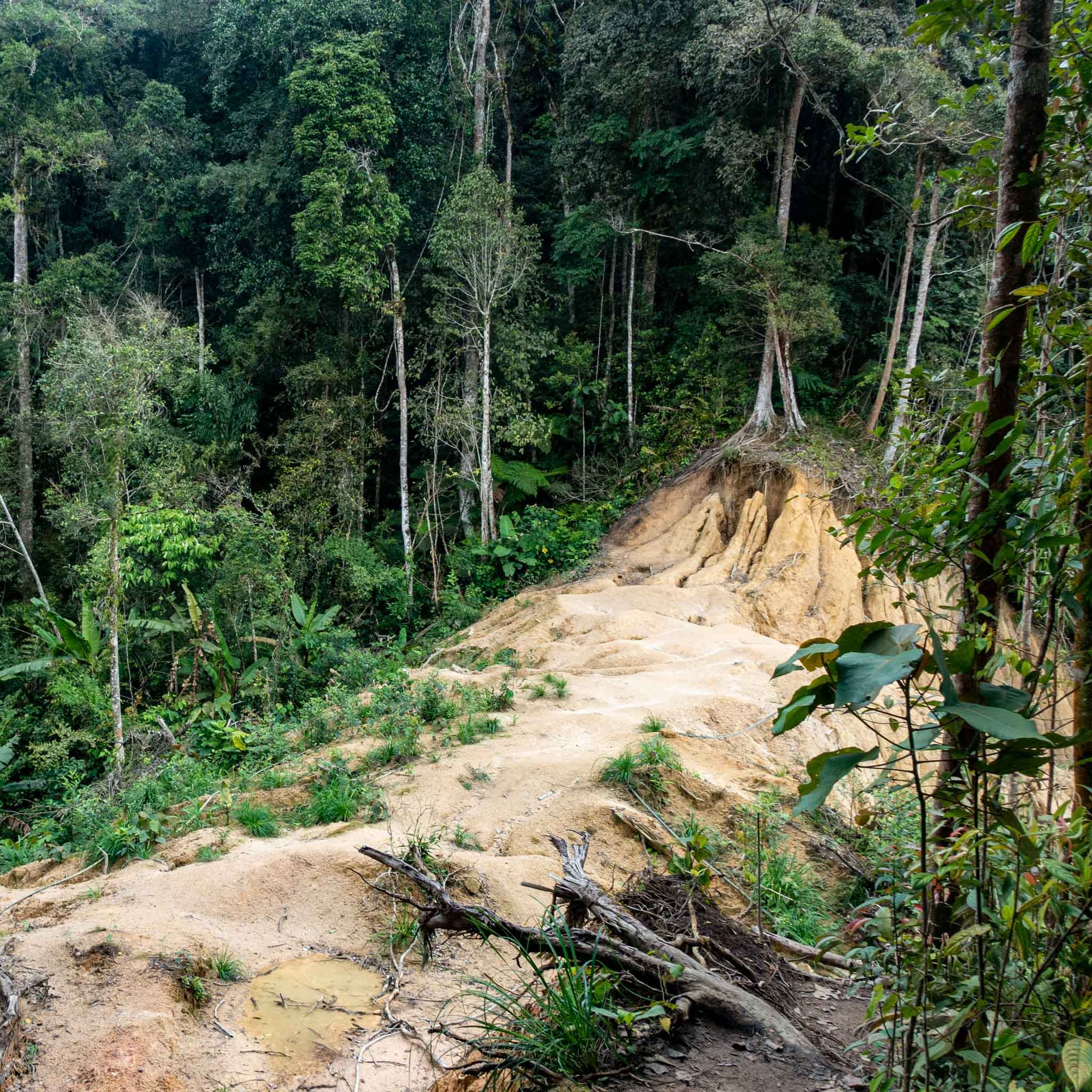 Hiking the Cameron Highlands - Trail 10 All You Need To Know ...