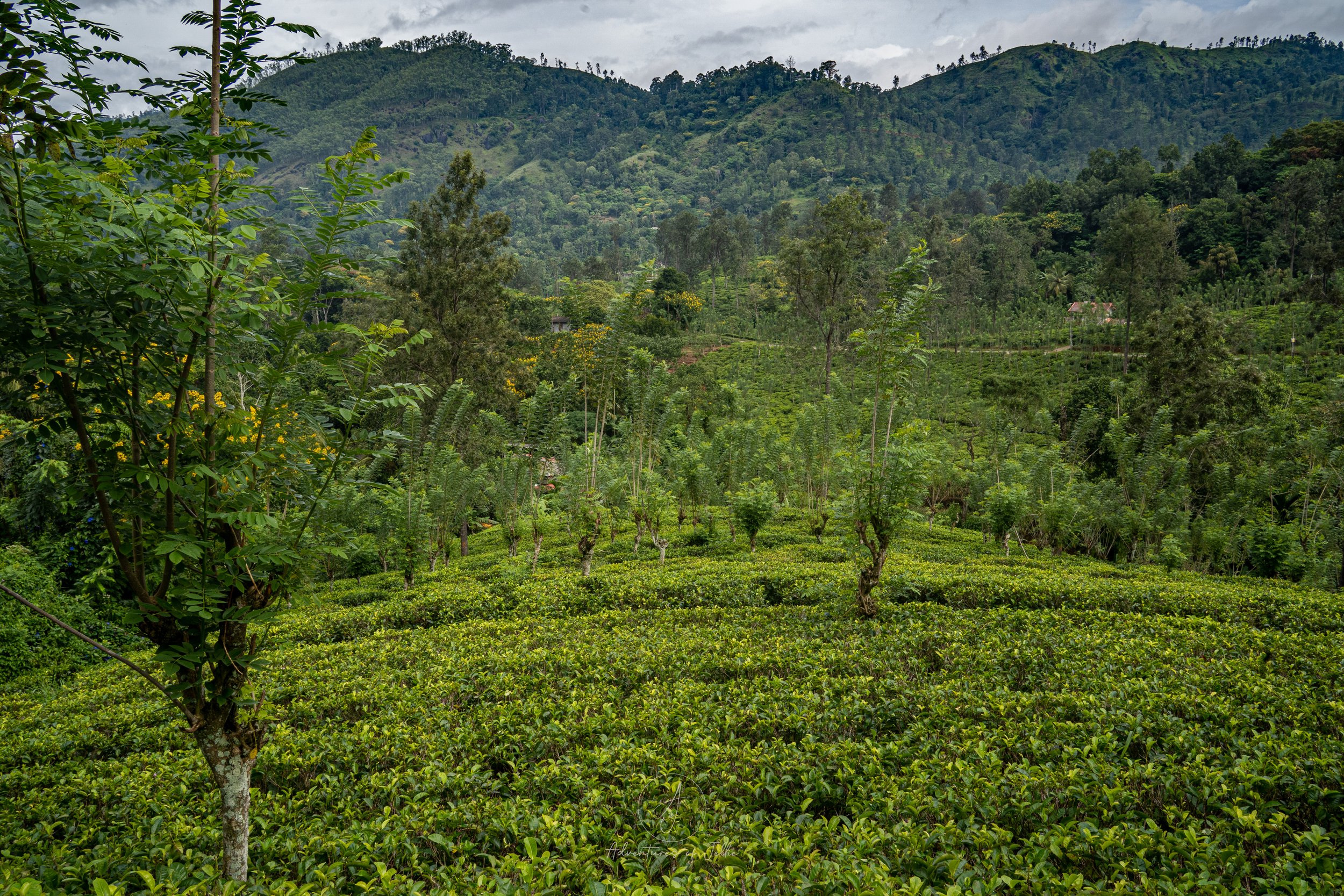 The Demodara Railway Loop - A Sri Lankan Railway Engineering Marvel ...