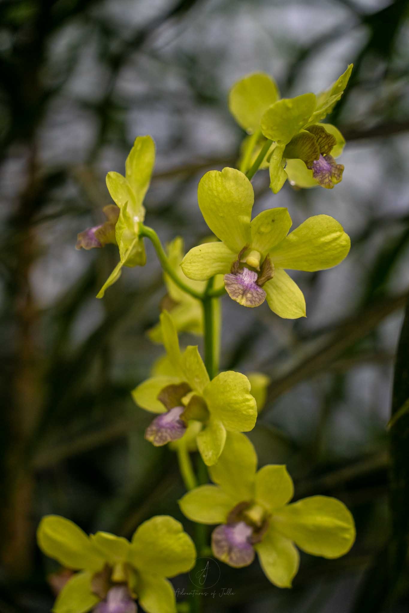 The Orchid Forest Of Cikole - A Great Day Out From Bandung — Adventures ...