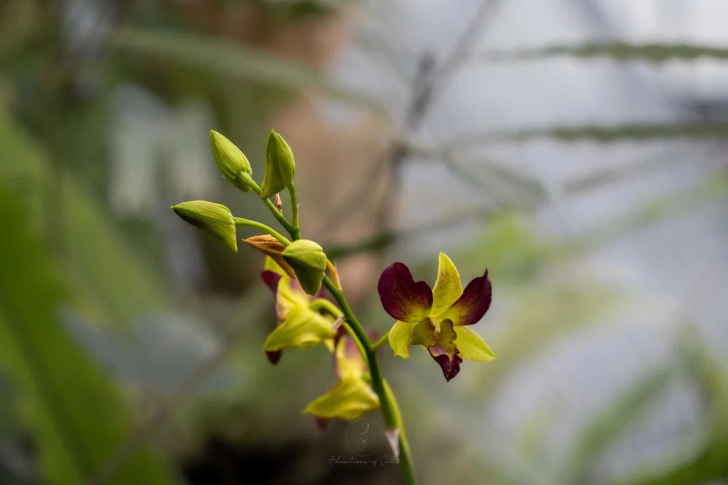 The Orchid Forest Of Cikole - A Great Day Out From Bandung — Adventures ...