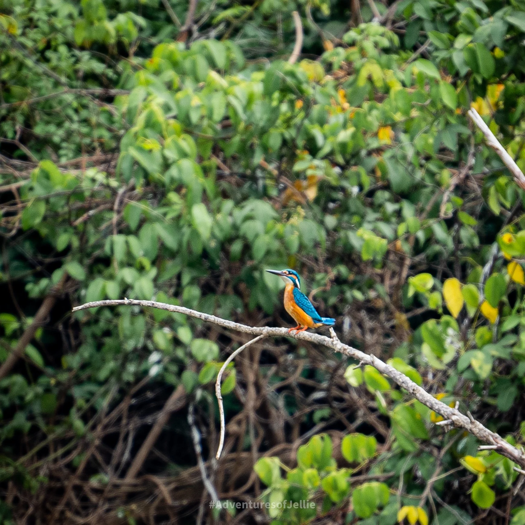 Negombo - Our Guide to Things to Do — Adventures of Jellie