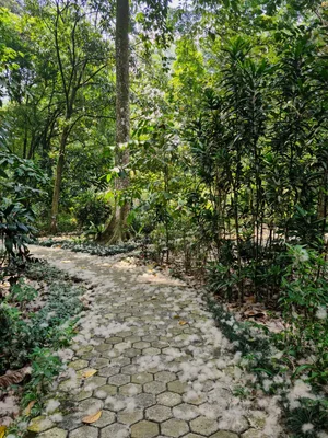 Bogor - Our Complete Guide On What To Do, Where To Stay and What To Eat ...