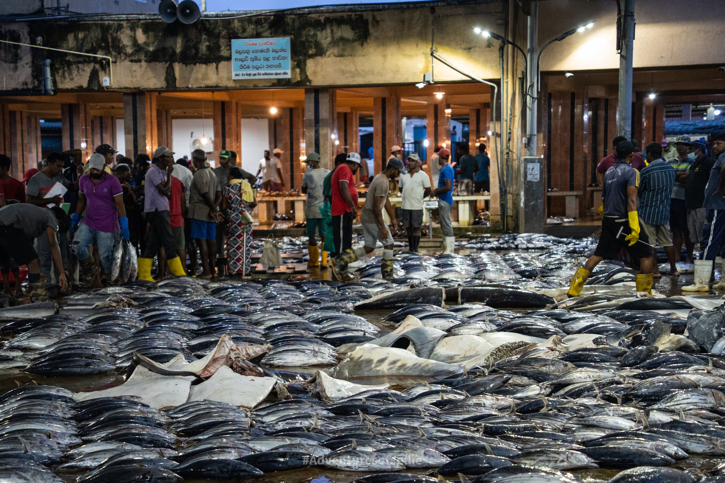 Negombo - Our Guide to Things to Do — Adventures of Jellie