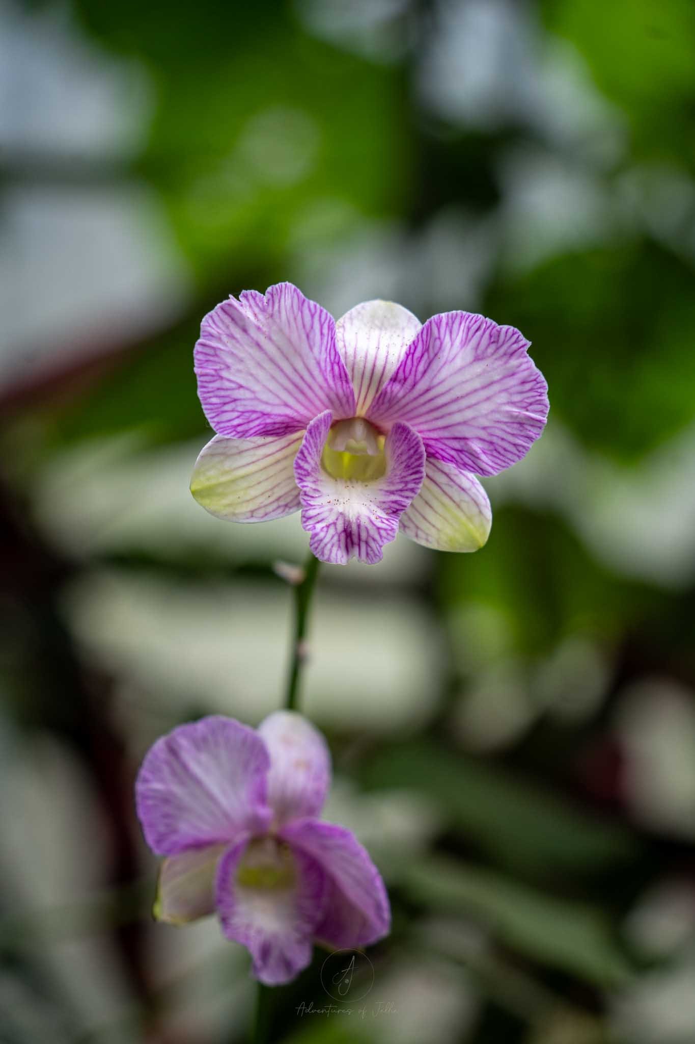 The Orchid Forest Of Cikole - A Great Day Out From Bandung — Adventures ...