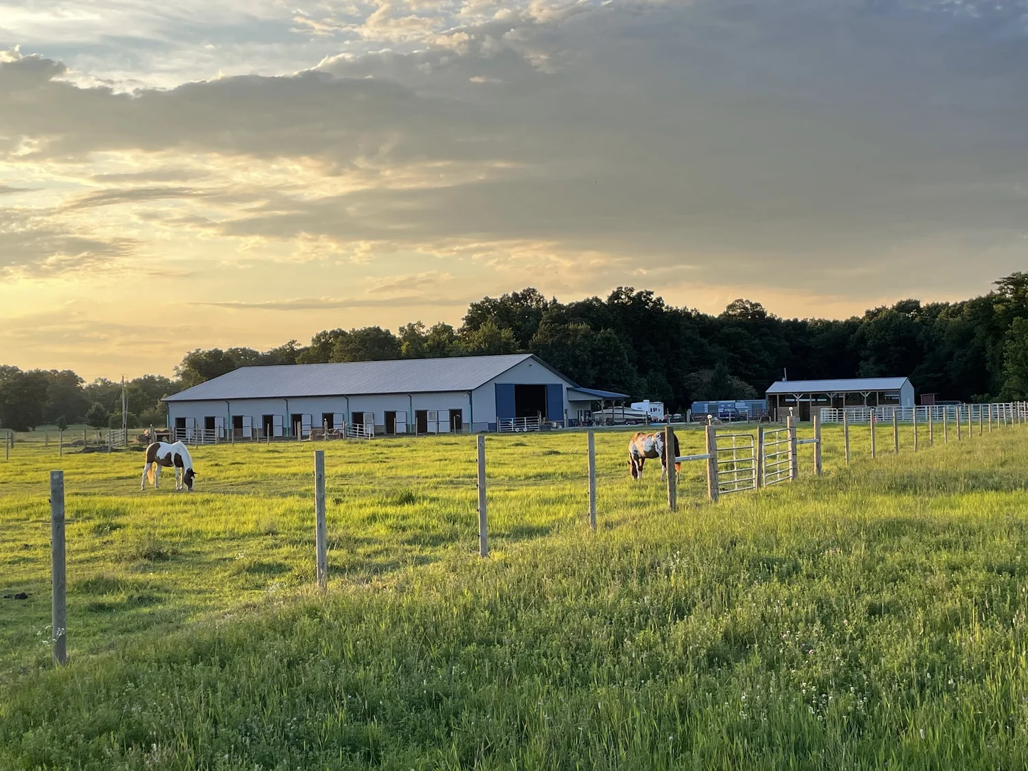 Hope 4 Horses Rescue & Sanctuary