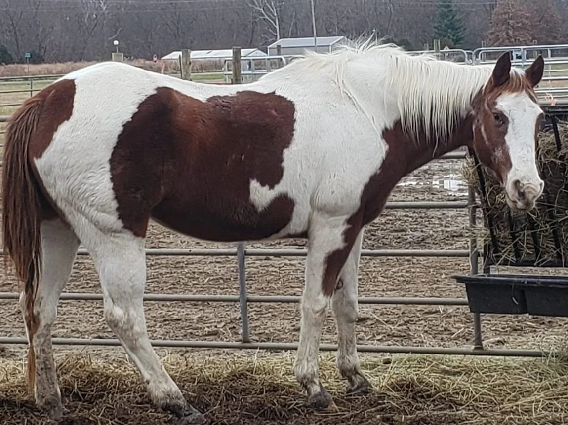 Available Horses — Hope 4 Horses