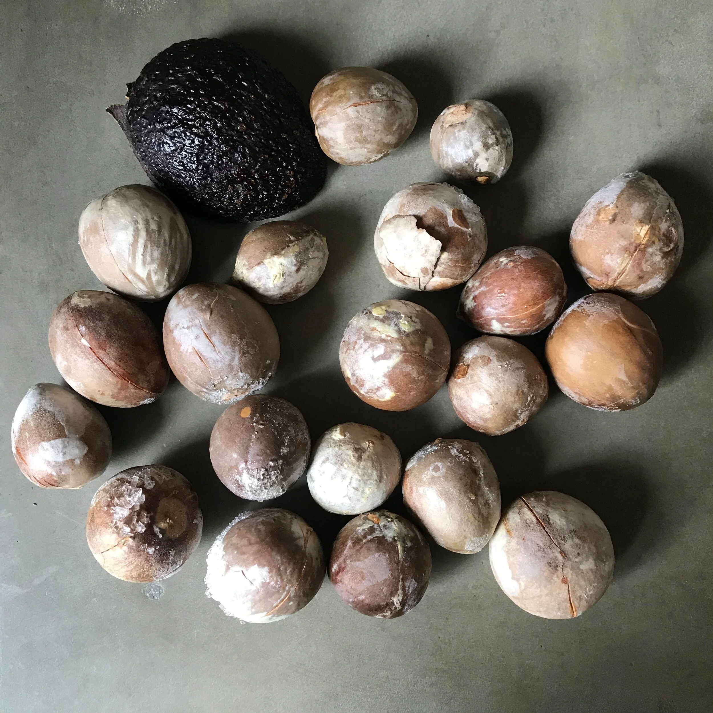 Avocado Dye — FOUR RABBIT