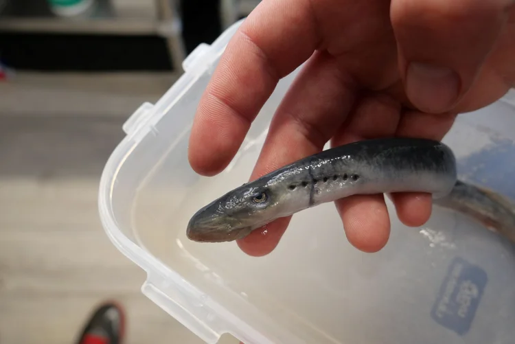 Sea Lamprey — Centre for Indigenous Fisheries
