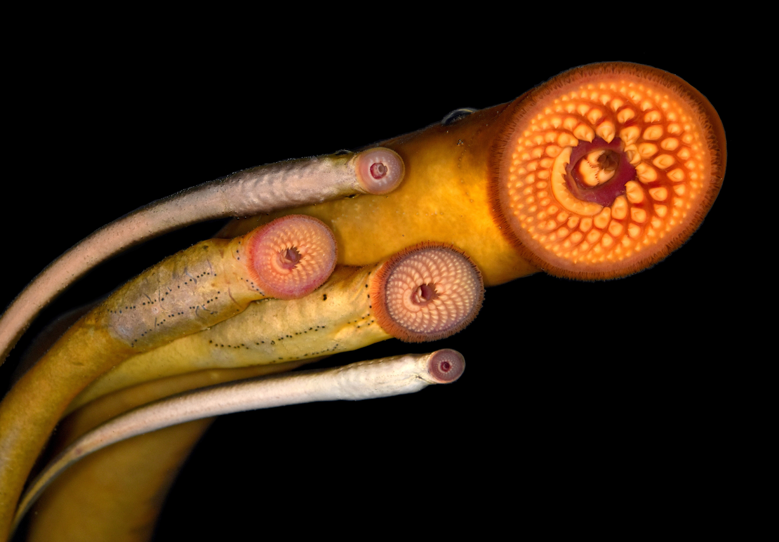 Sea Lamprey — Centre for Indigenous Fisheries