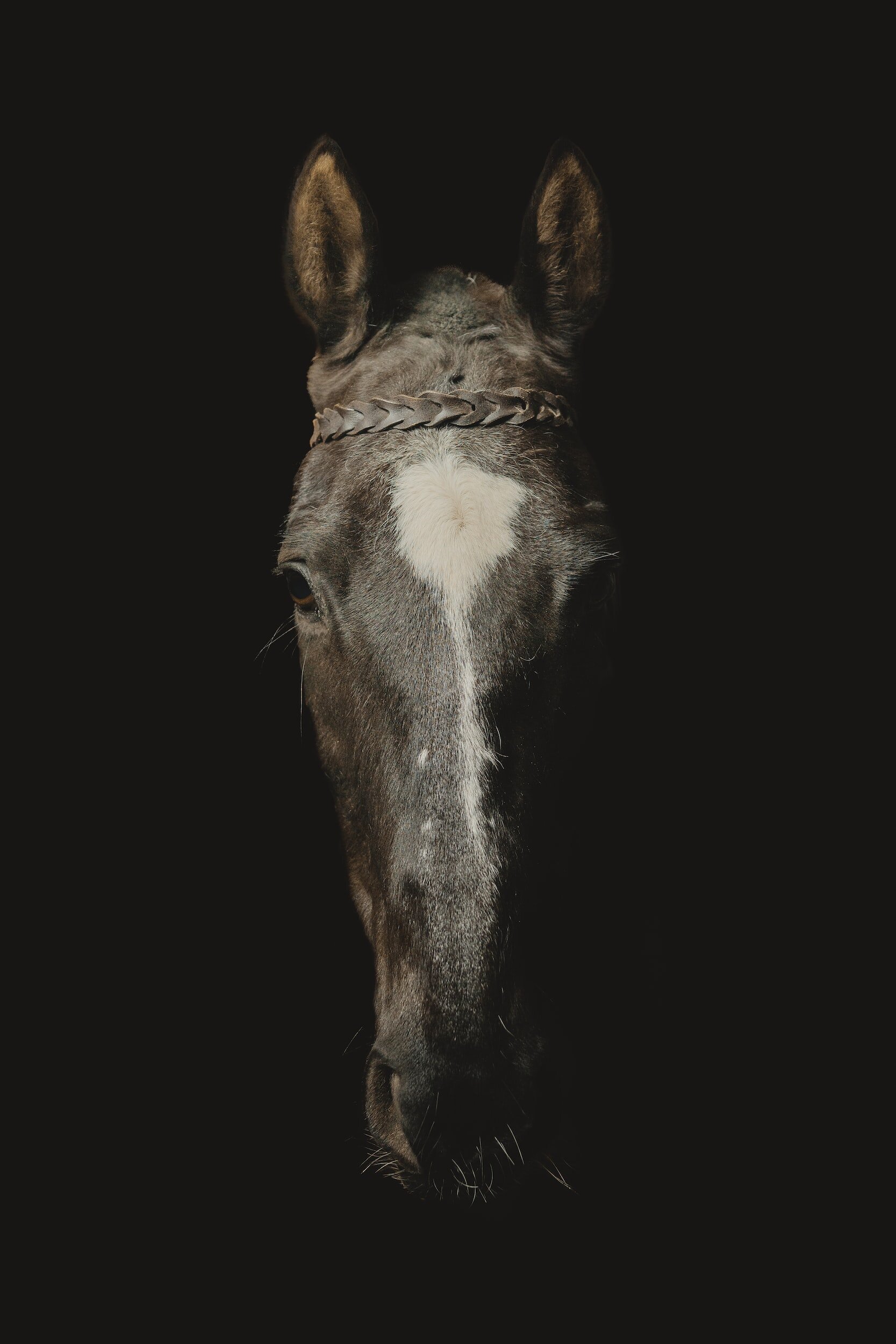 THE STORY — CHEVAL