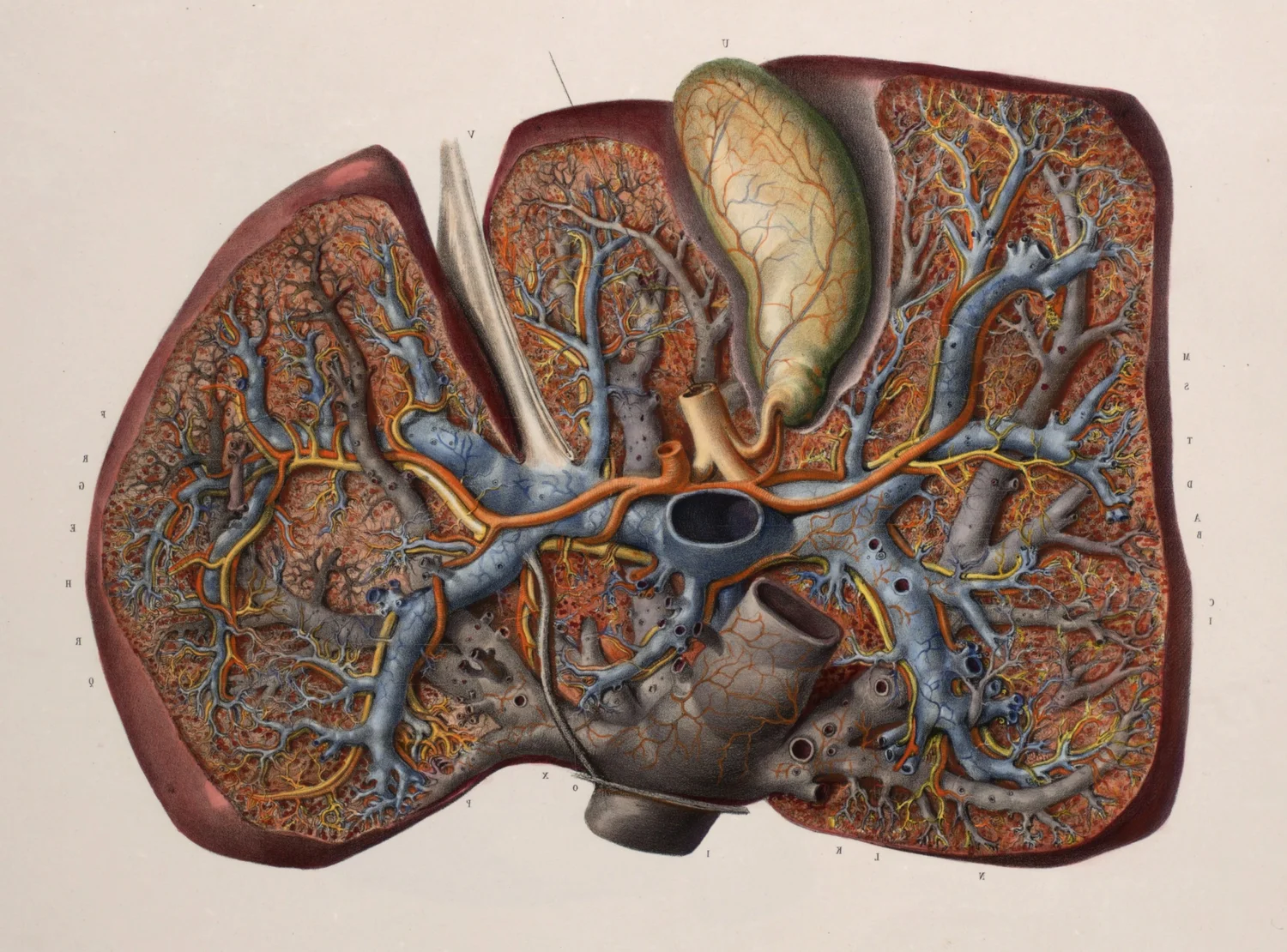 Biliary — Ultra Sono