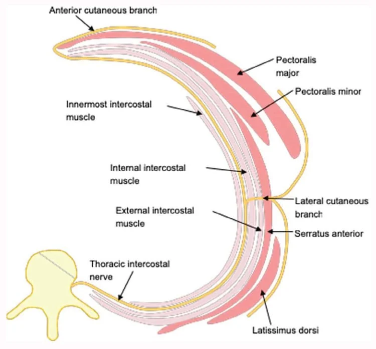 Blocks: Serratus Anterior — Ultra Sono