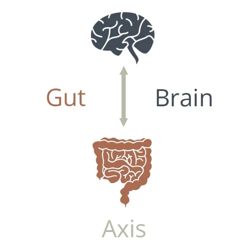 What is the Gut Brain Axis? — Metastory Health | Holistic Healing for ...
