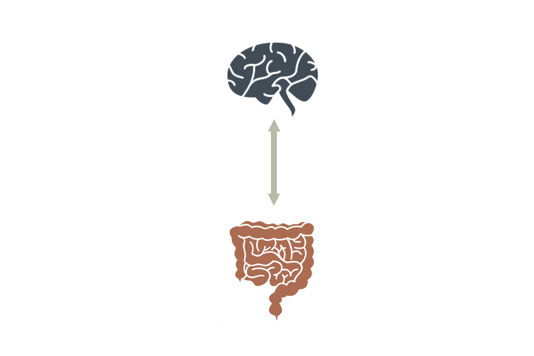 What Is The Gut Brain Axis — Metastory Health Holistic Healing For