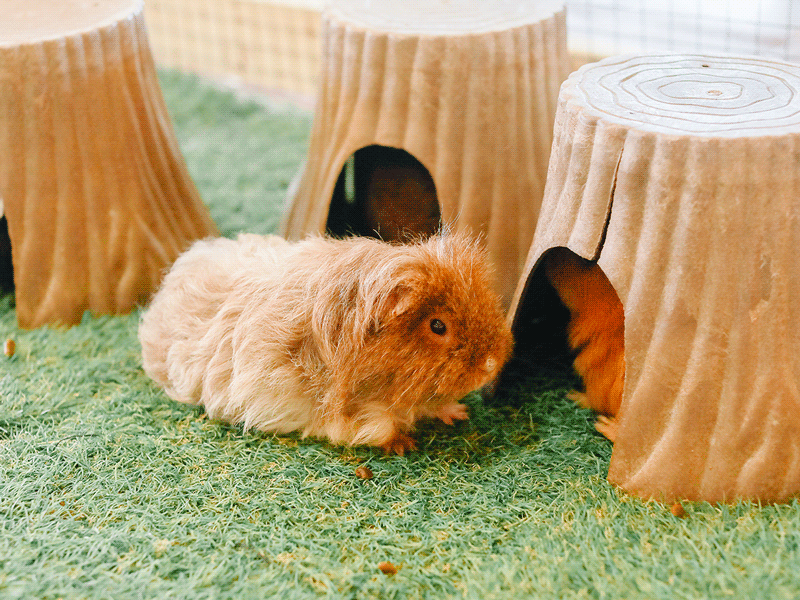 Zoomars River Street Ranch — ALMQUIST