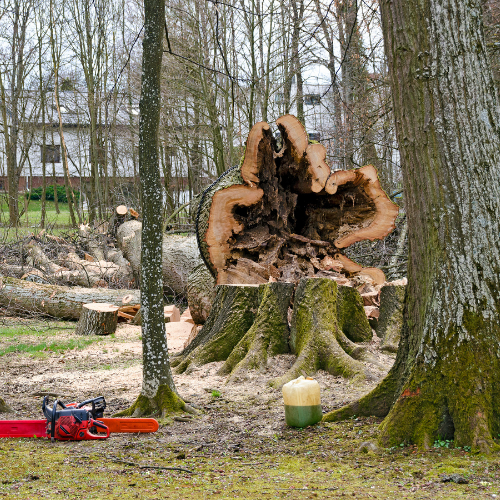 Richard's Tree Service