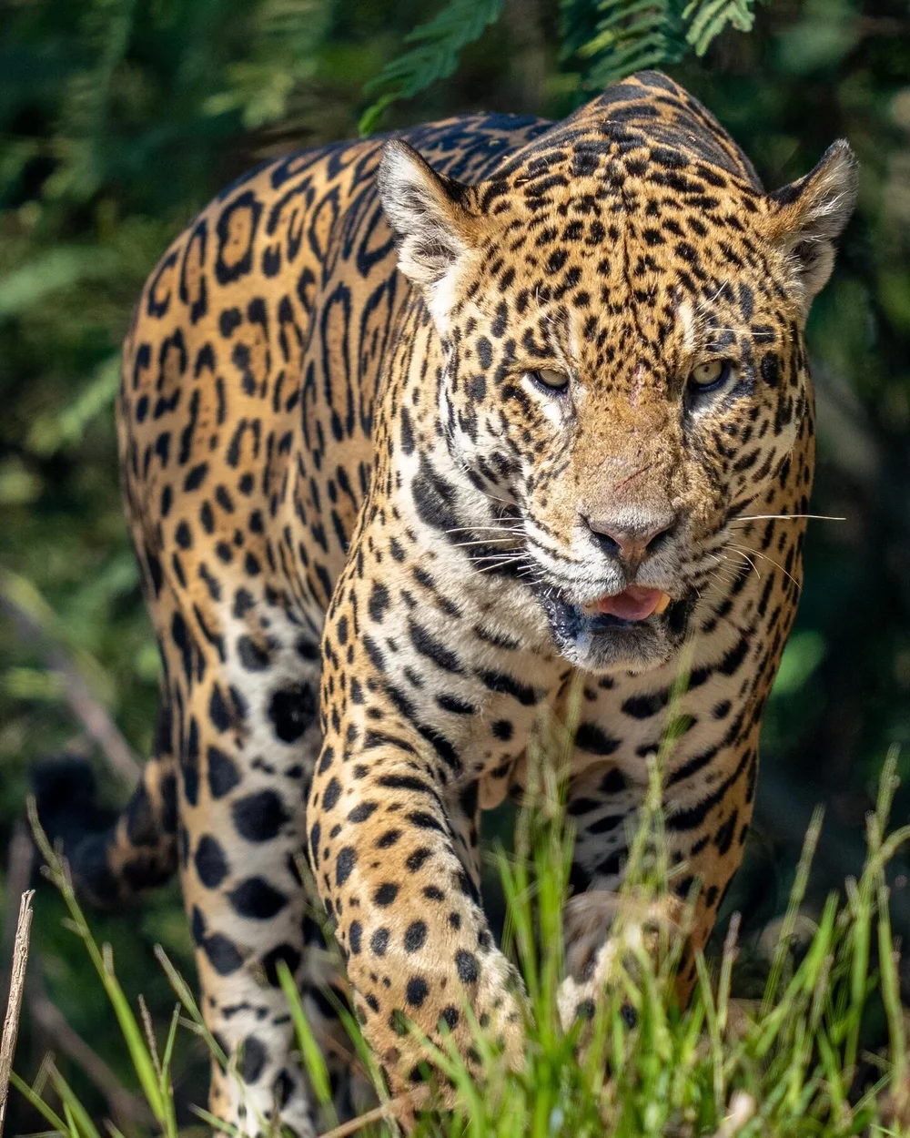 Journey With Jaguars | Pantanal Jaguar Safari Tours