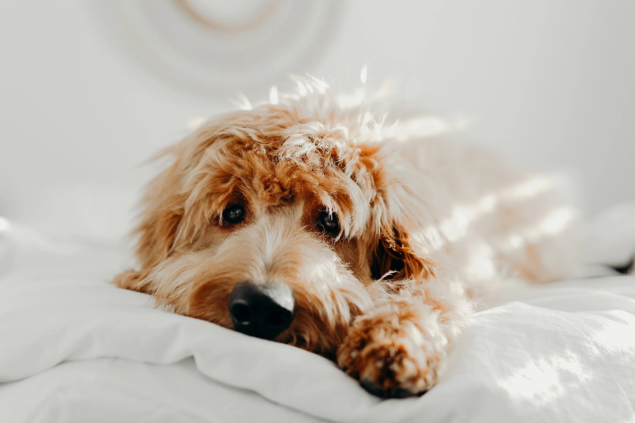 WOOD BUFFALO ANIMAL RESCUE COMMITTEE