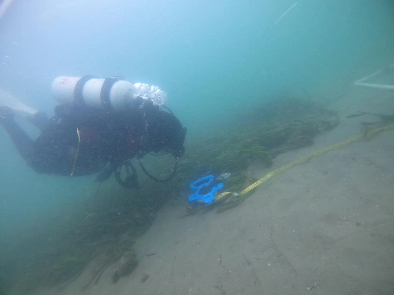 Seagrass — Immersion Group