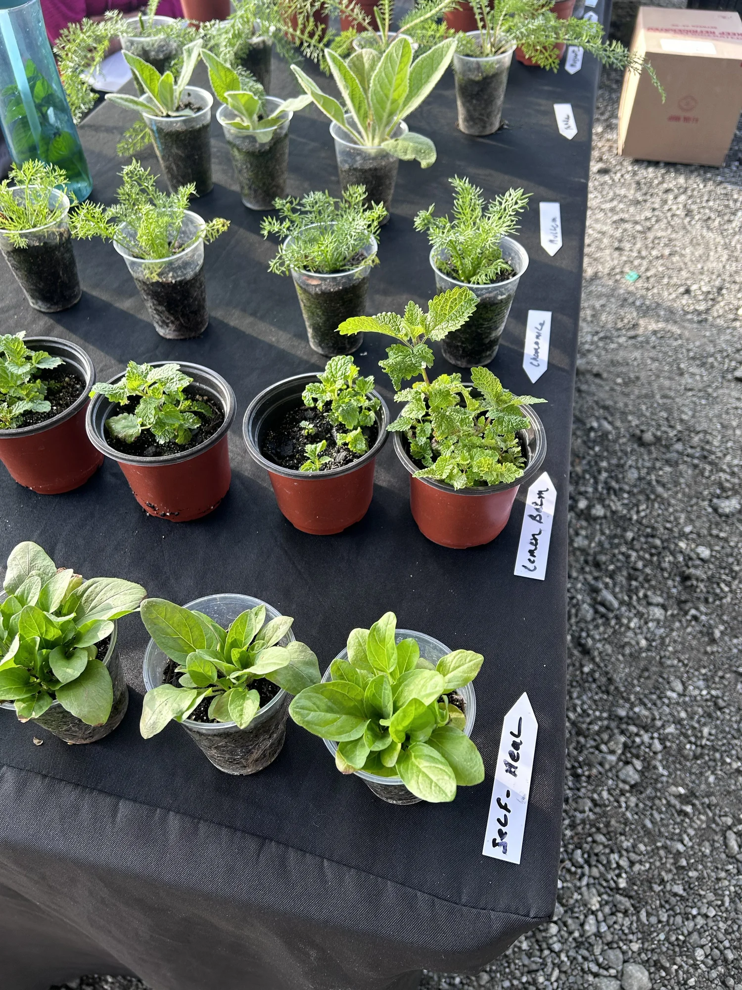 Farmers Market General Info — The Farm Center Seneca, SC