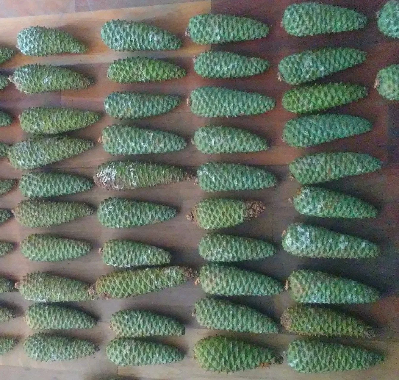 Gather cones and harvest viable locally sourced longleaf seeds — Seed ...