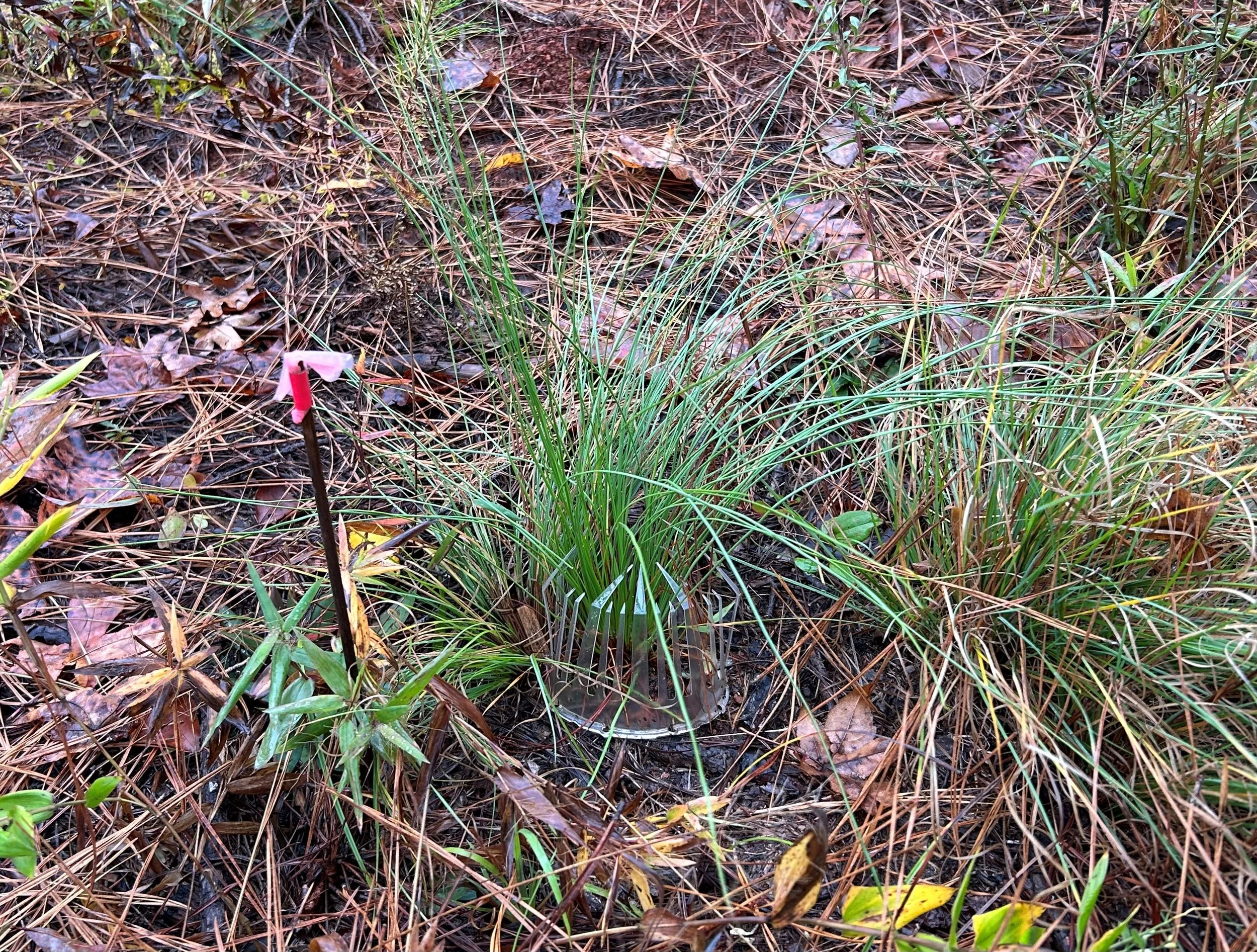 Seed Crown™ Manufactured Prototype — Seed Crown™