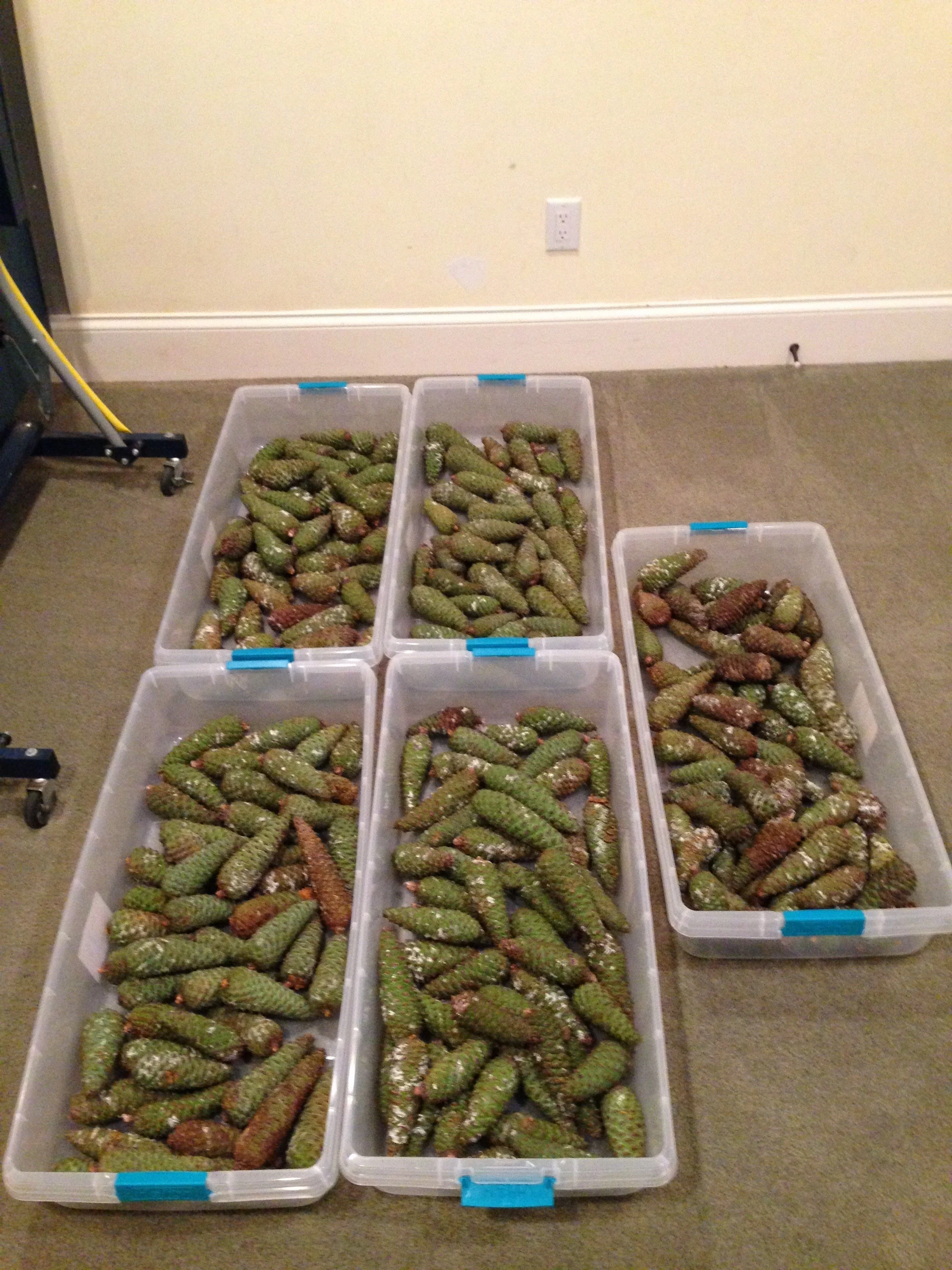 Gather cones and harvest viable locally sourced longleaf seeds — Seed ...