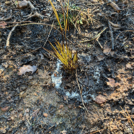 Seed Crown™ Manufactured Prototype — Seed Crown™