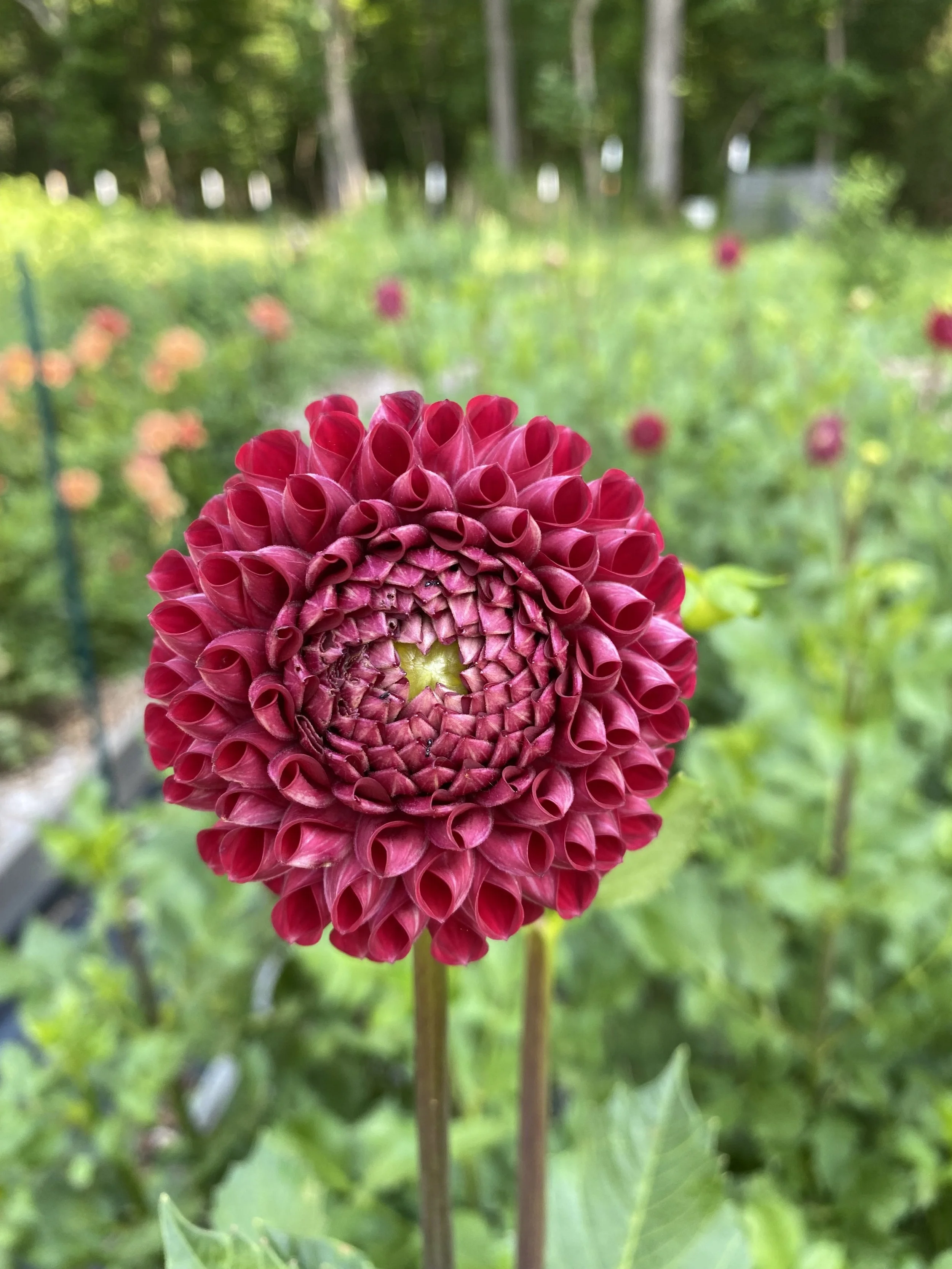 Wild Flora Farm | Florist Chapel Hill, Raleigh & Durham, NC