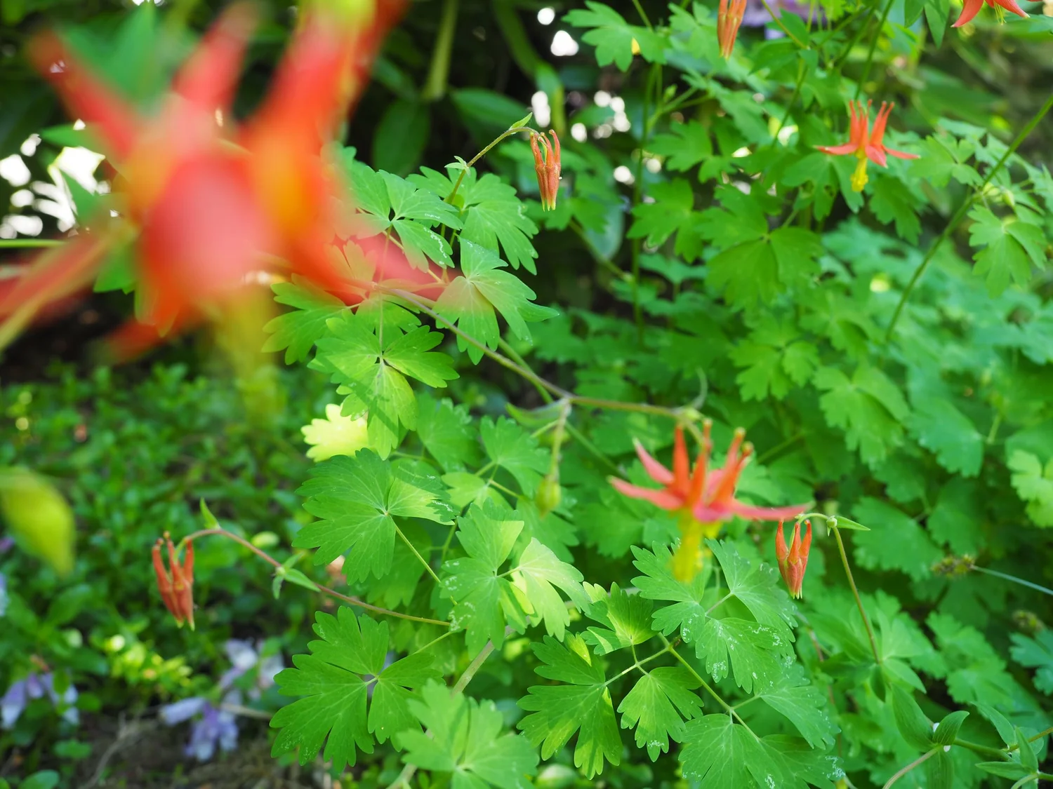 Ravenna Garden — Supernature
