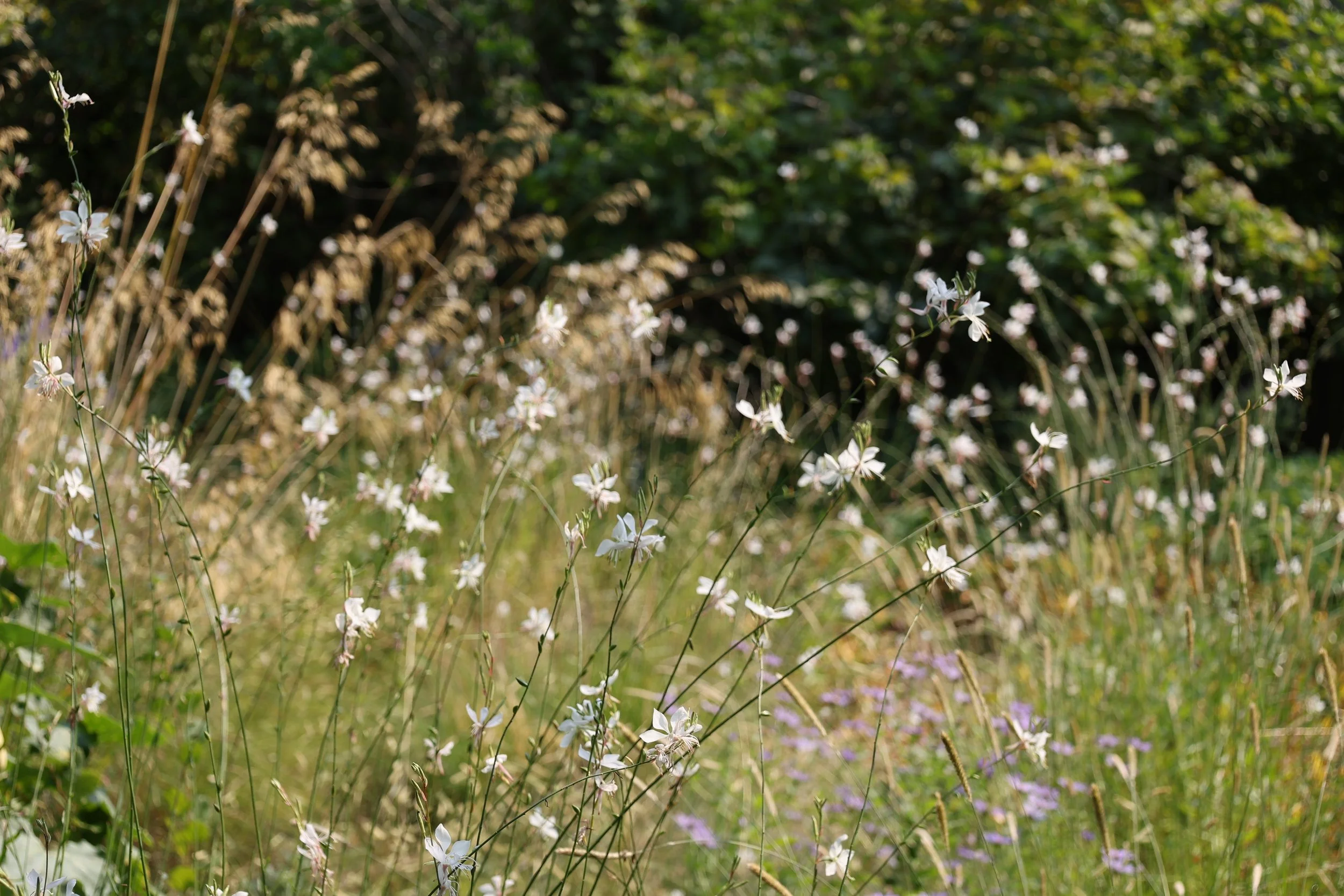 Ravenna Garden — Supernature