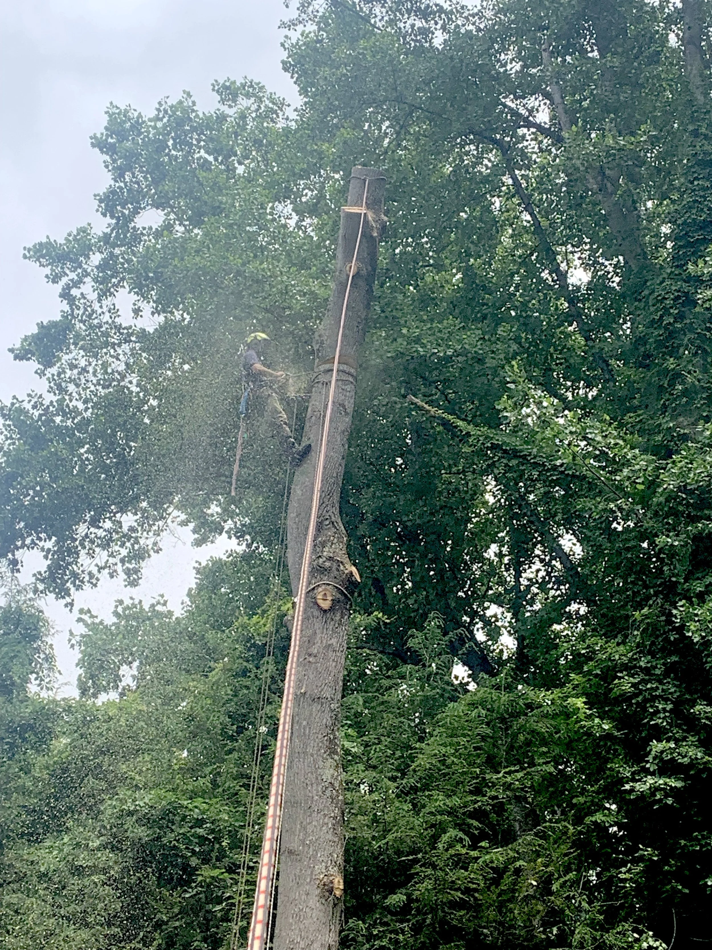 Arbor Pros