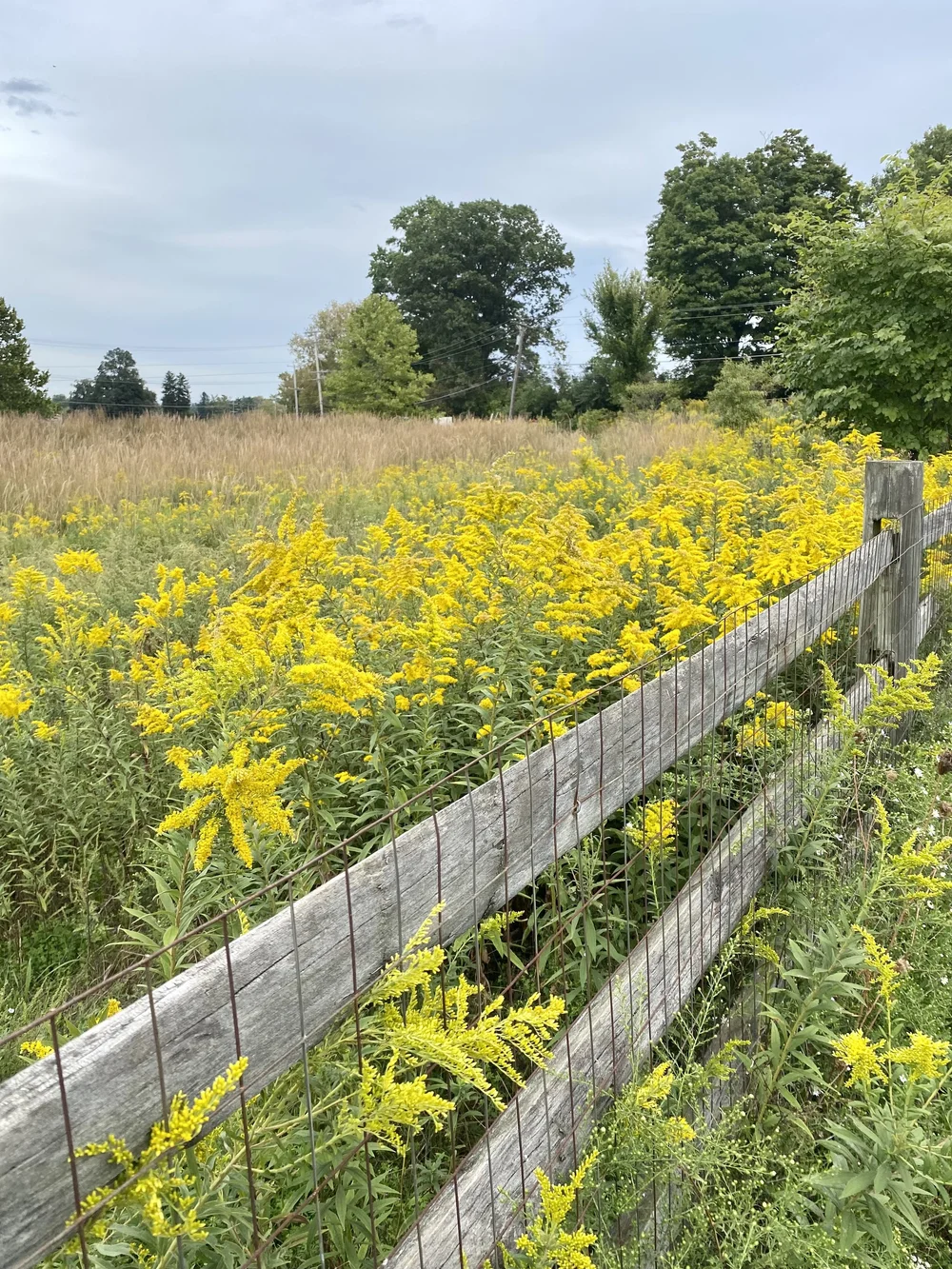 Nature — Insurance for Good