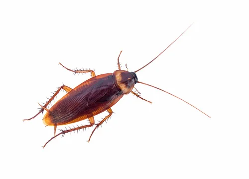 Cockroach Pest Control in the Coachella Valley | Desert Pest ...