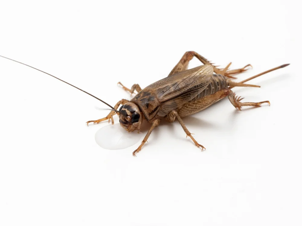 Coachella Valley Cricket Pest Control | Desert Pest Specialists ...