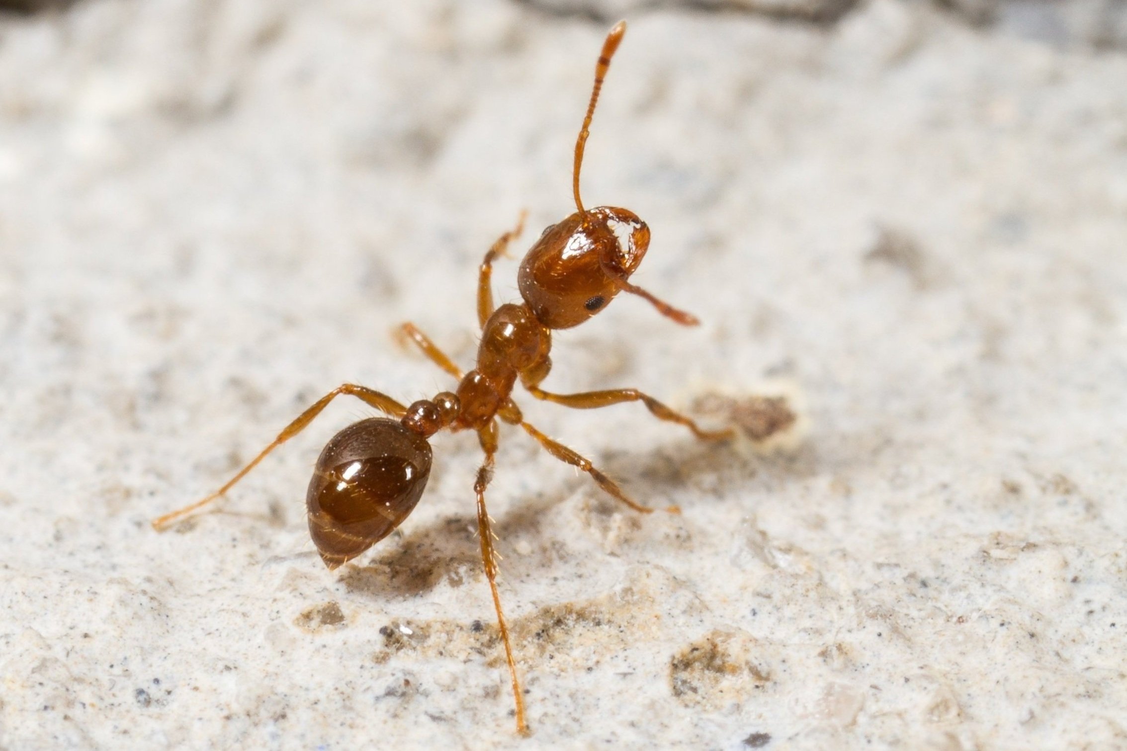 Coachella Valley Ant Pest Control | Desert Pest Specialists — Desert ...