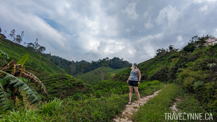 Explore Cameron Highlands - Day Trip from Kuala Lumpur — Travelynne